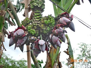 7 Banana Benefits - Health Food Nutrition