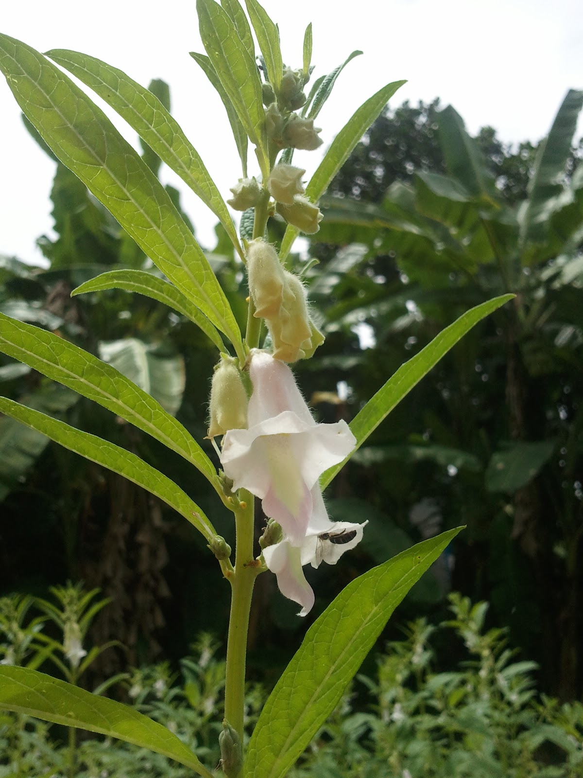 Generally: Angel Bell Flower