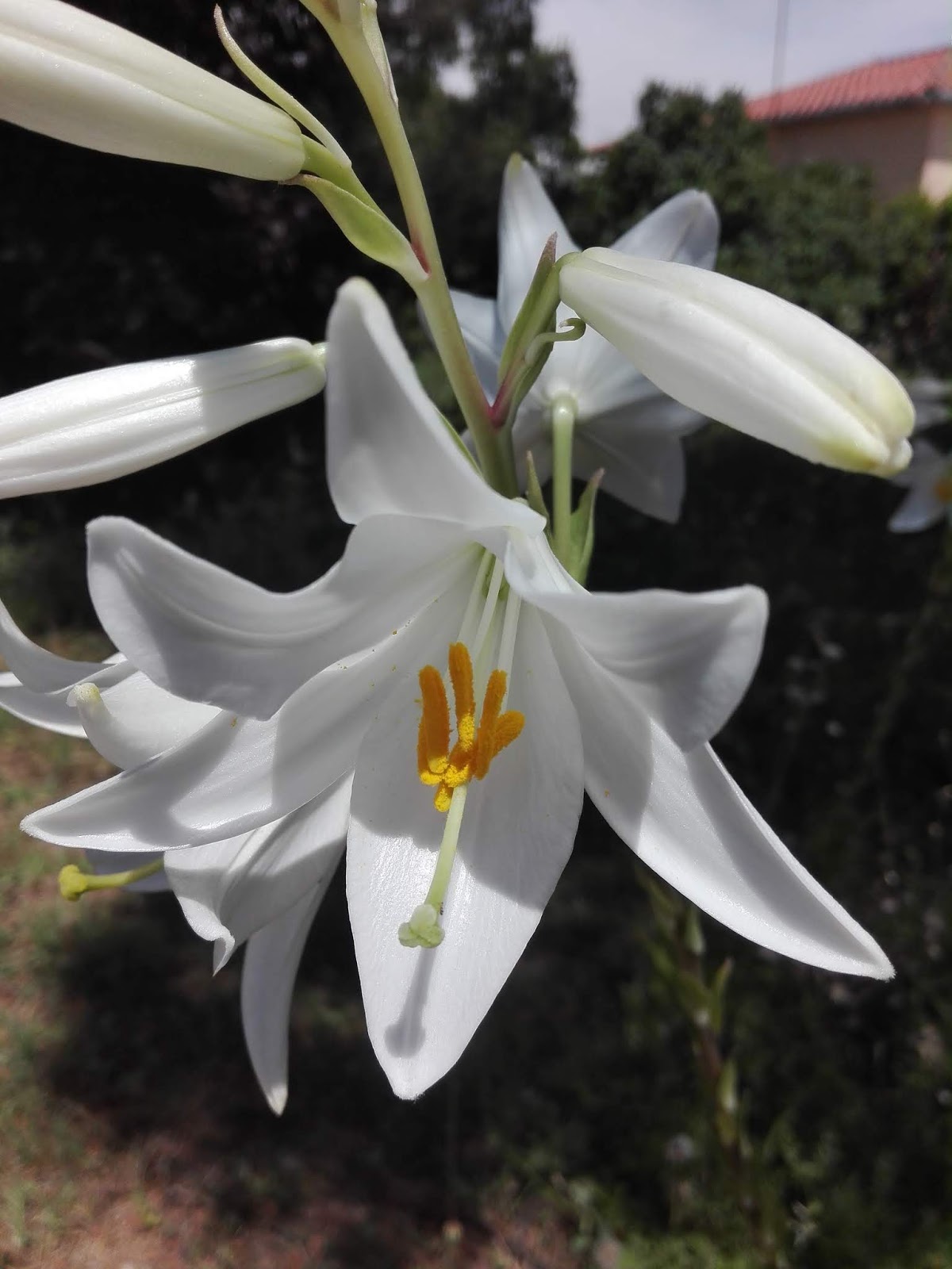 Pupaprinzessin: Azucenas de mi jardín