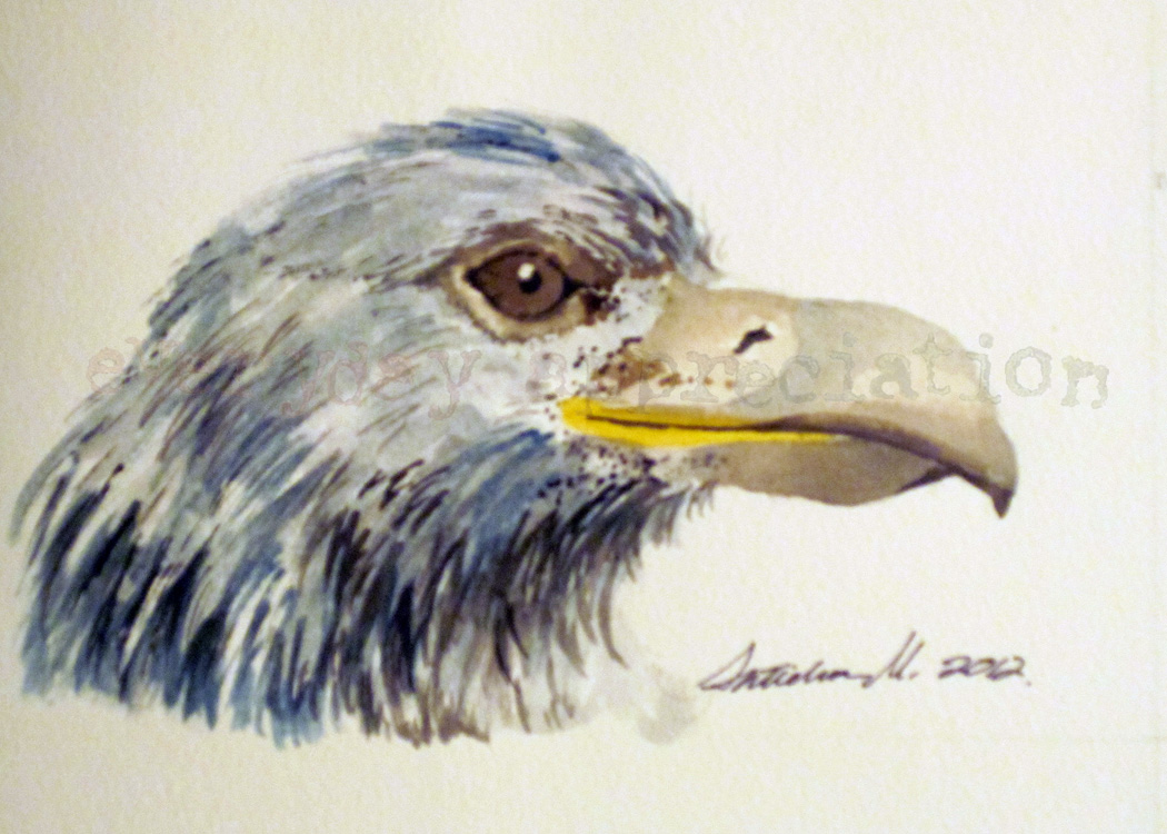 My Project Log: Day 271: Blue Eagle