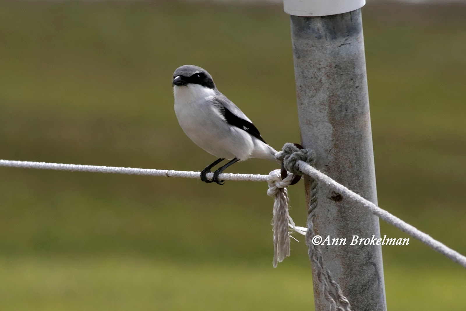 Ann Brokelman Photography: Loggerhead Shrike in florida