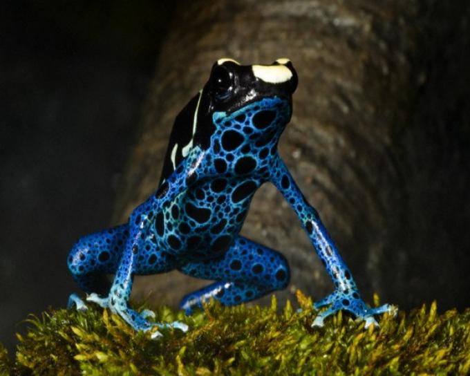 B&P_desde_Guayana: Rana Dardo Venenosa; Unica en el Amazonas