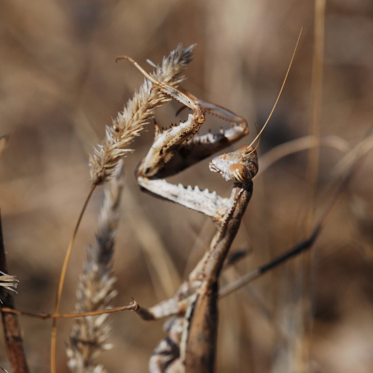 Yorkshire Field Herping and Wildlife Photography: A Few Reptiles and ...