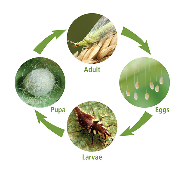 Lacewing Life Cycle