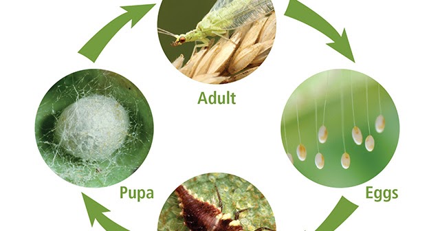 ARBICO Organics: Nature Abhors A Vacuum: Why Continuity Matters in the ...