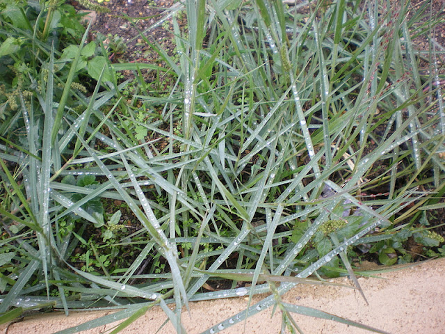 HORTA À PORTA: PANICUM REPENS, CYNODON DACTYLON (ESCALRACHO)
