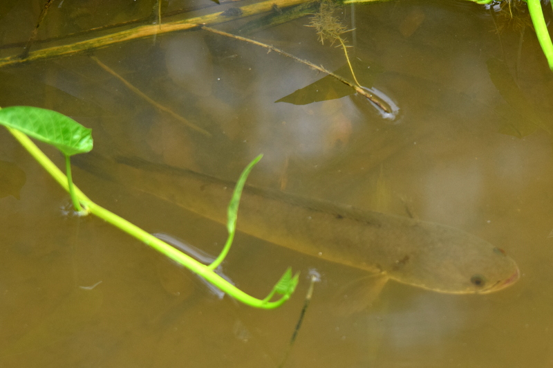 Singapore Wild Animals: Snakeheads