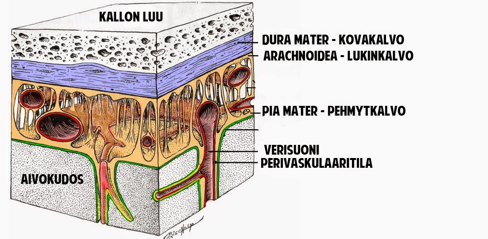 Pääsykoemaraton: Biologia 4 – luku 4: Hermosto