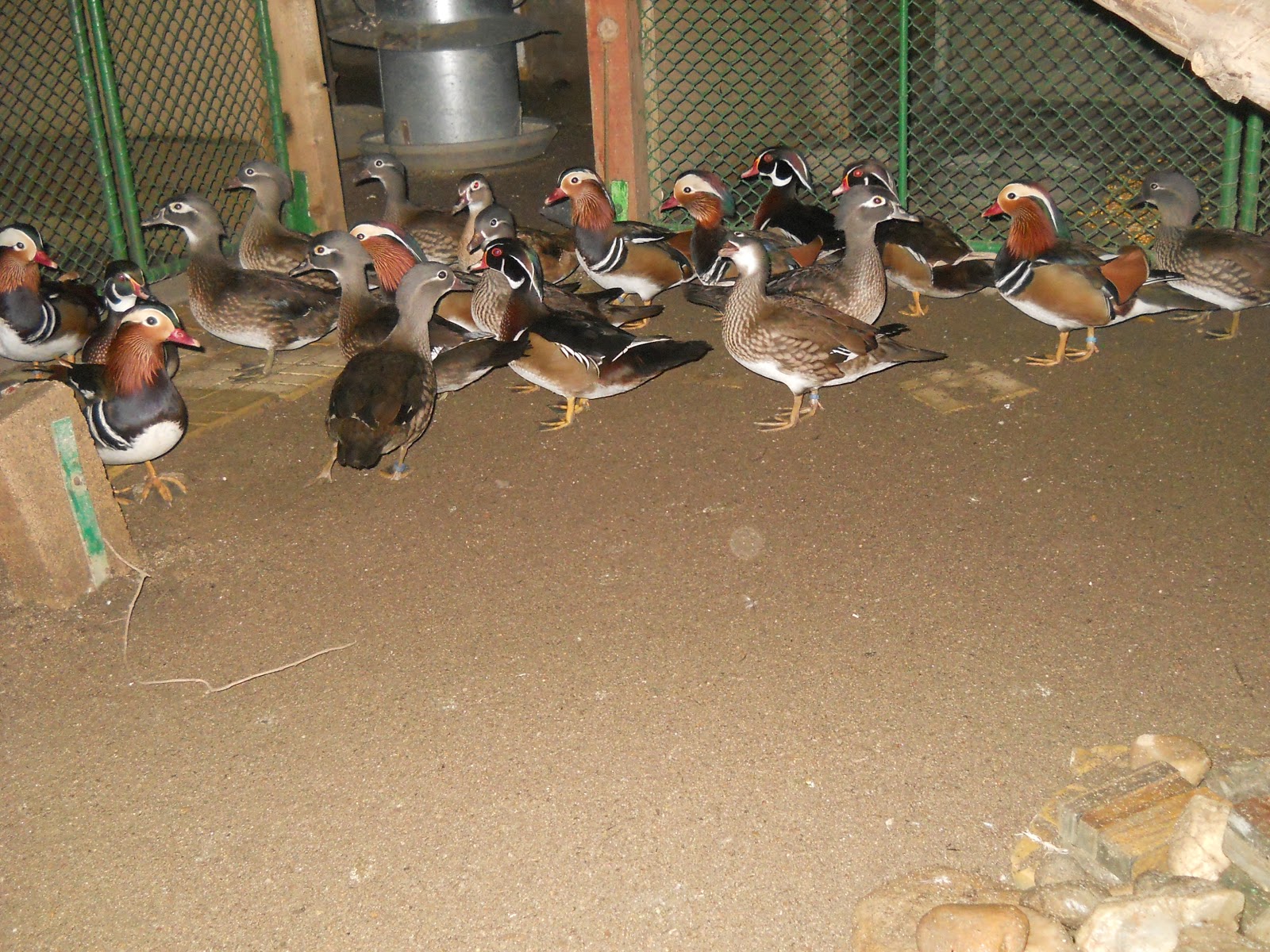 fazani ornamentali si pauni: RATE MANDARINE SI CAROLINE