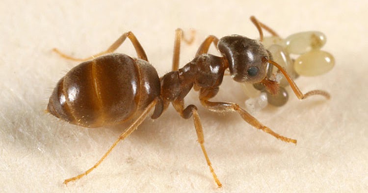 Variety of Life: Lasius