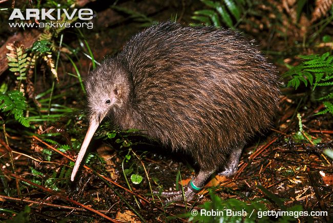 Laberinto en extinción: Kiwi marrón de la isla norte (Apteryx mantelli)