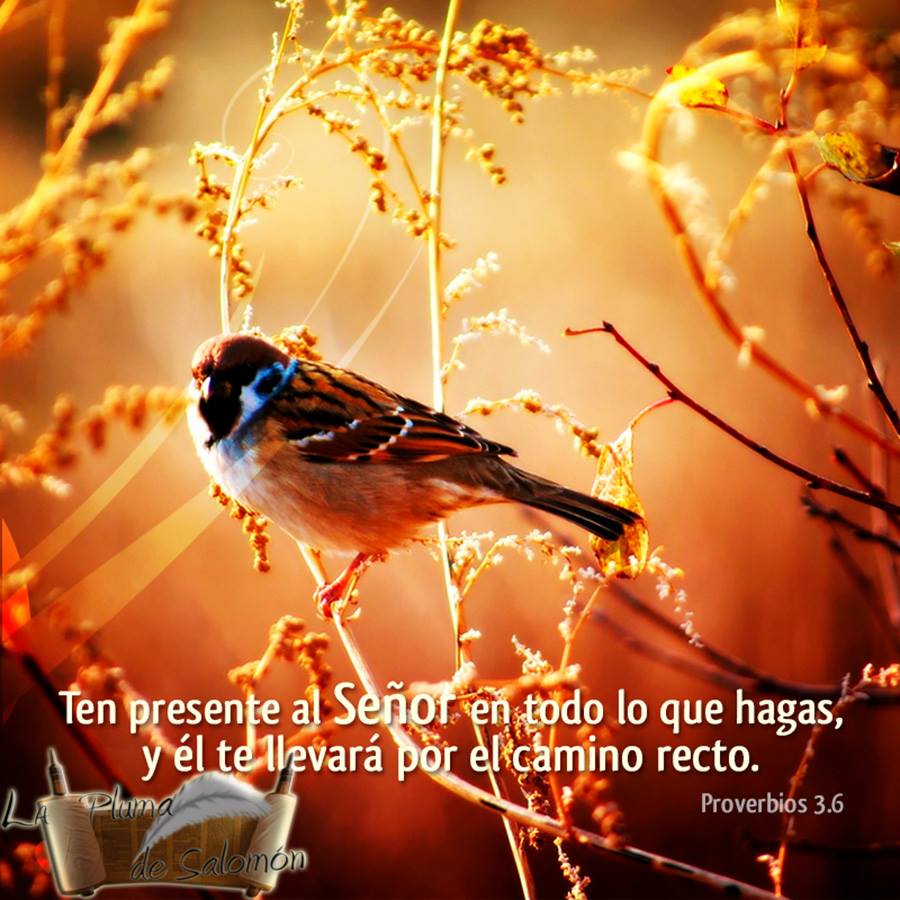 Dios guarda tu camino.