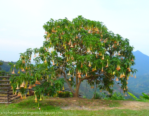 Sabah - Pekan Nabalu (Nabalu Town) | Elephants & Mangoes