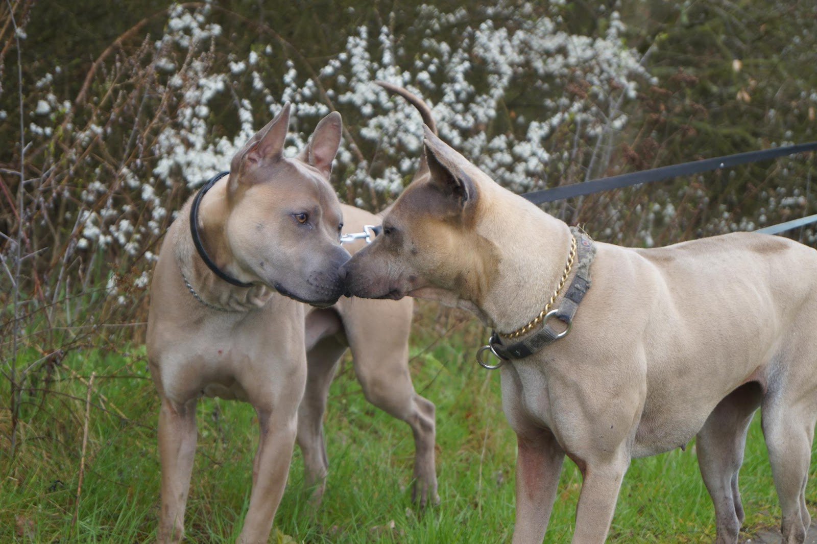 Thai Ridgeback Dog: Volariusowy thai ridgeback dog w kolorze isabel