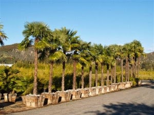 BC Palm Trees: 24″ Box Windmill Palm With 3-4′ Trunk