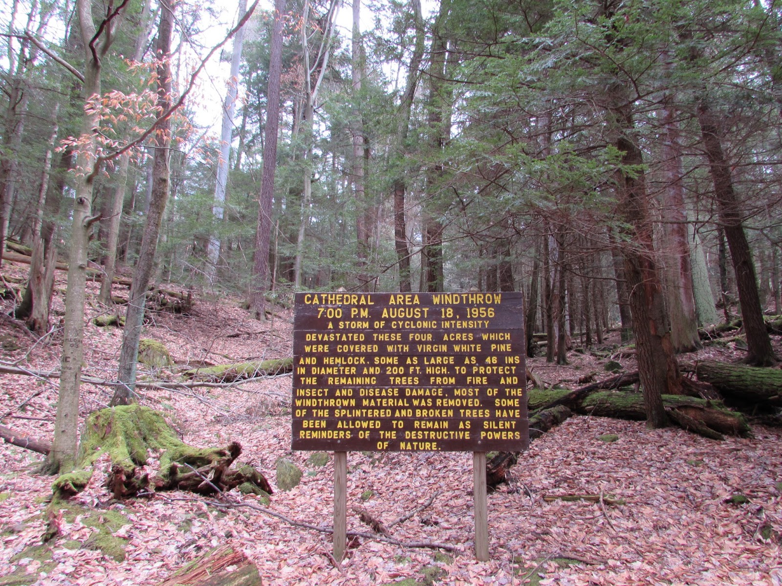Cook Forest State Park: Tranquil Old Growth Forest, the Clarion River ...