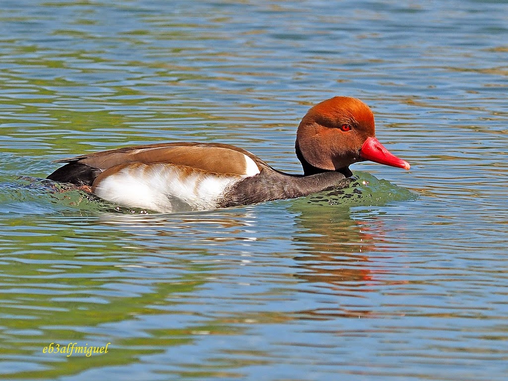 Miguel fotografia: Netta rufina (Pato colorado)