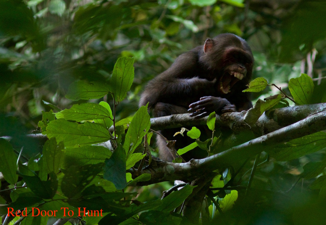 RED Door To Hunt: Laporan Pemerhatian & Kajian Beruk Kentoi~Macaca ...
