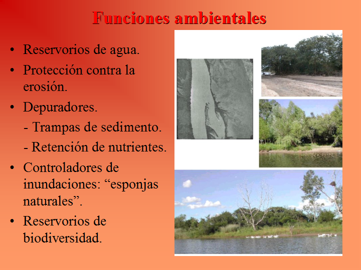INFORMÁS 2012: BIOMAS DEL URUGUAY: Los humedales
