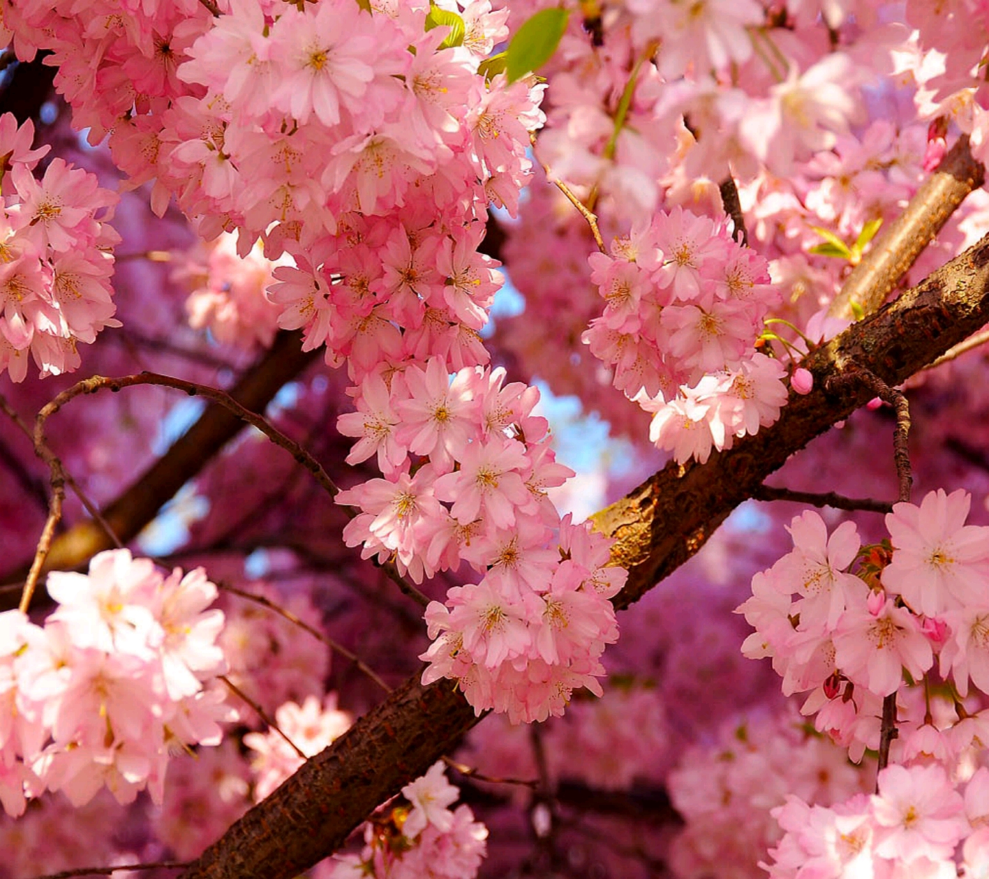 Junta Nacional da ACISJF: HOJE, COMEÇA A PRIMAVERA