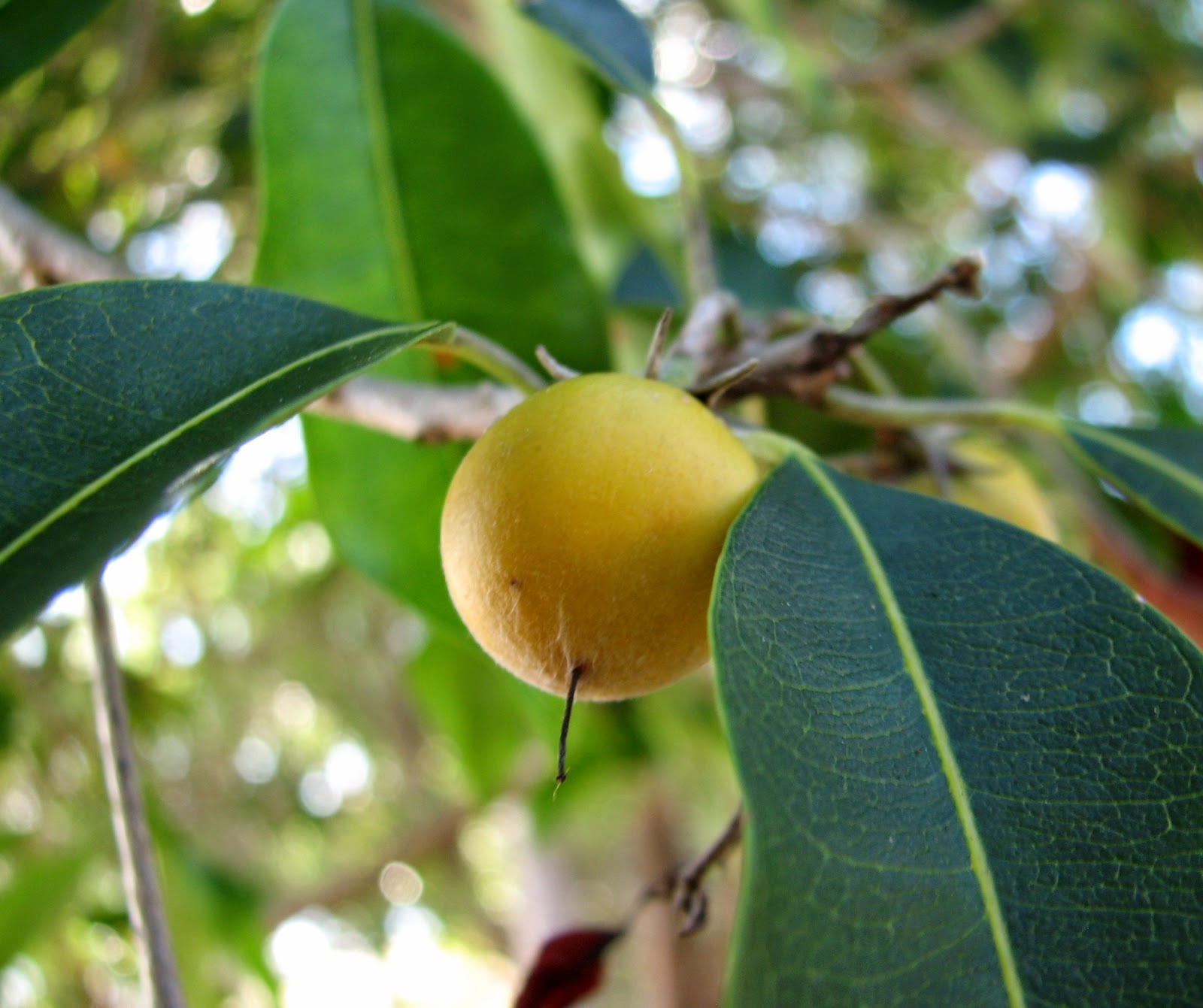 Всё о бегониях и не только...: Мимусопс / Испанская вишня (Mimusops ...