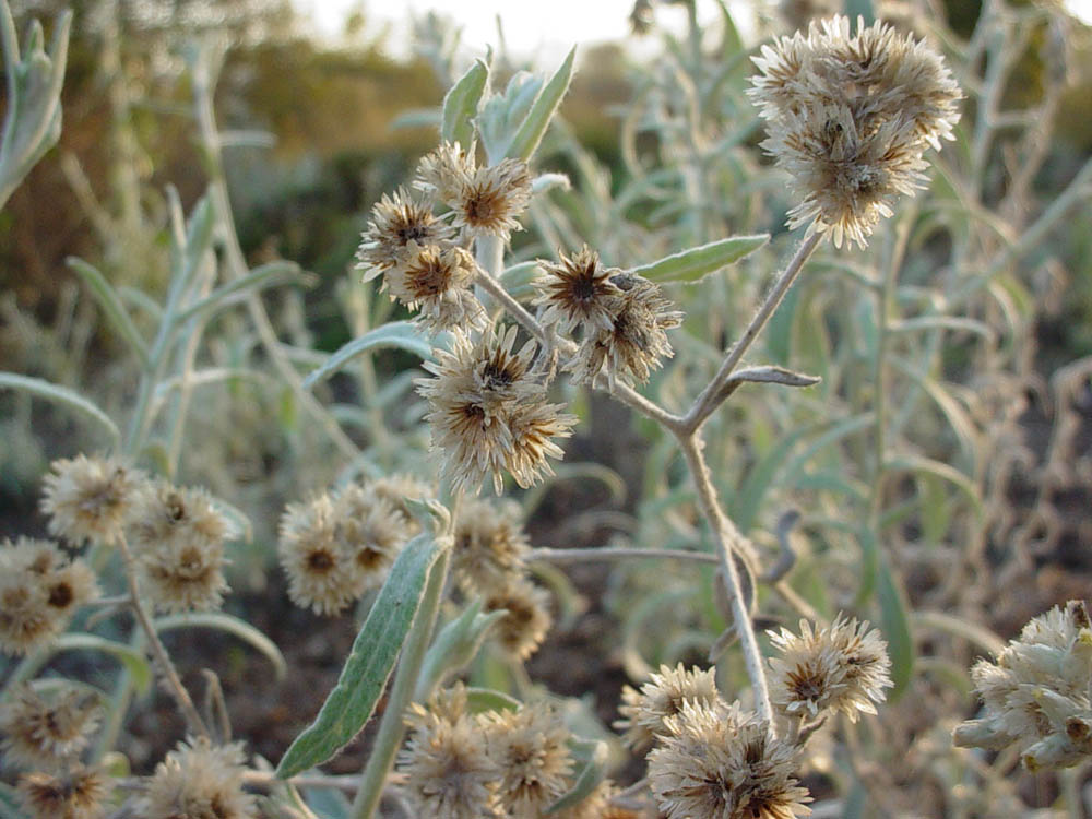 Mother Nature's Backyard - A Water-wise Garden: Plant of the Month ...