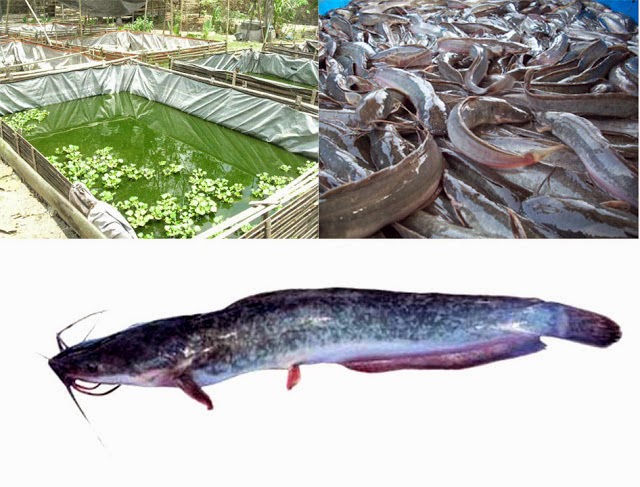 Jenis-jenis Ikan Lele - Budidaya Ikan Lele