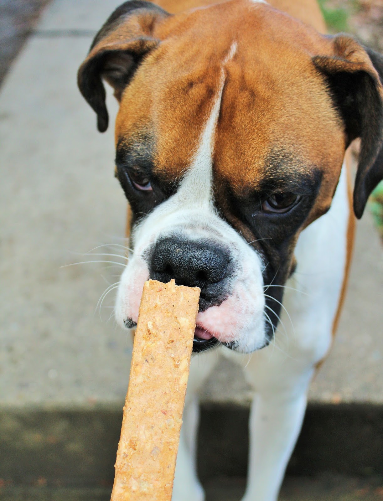 Dog Madness: All Natural Dog Chews With Super Power To Satisfy Any Dog