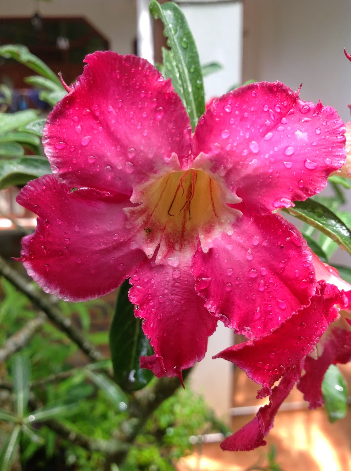 The Ceylon Times: Red araliya flower - Plumeria in sri lanka