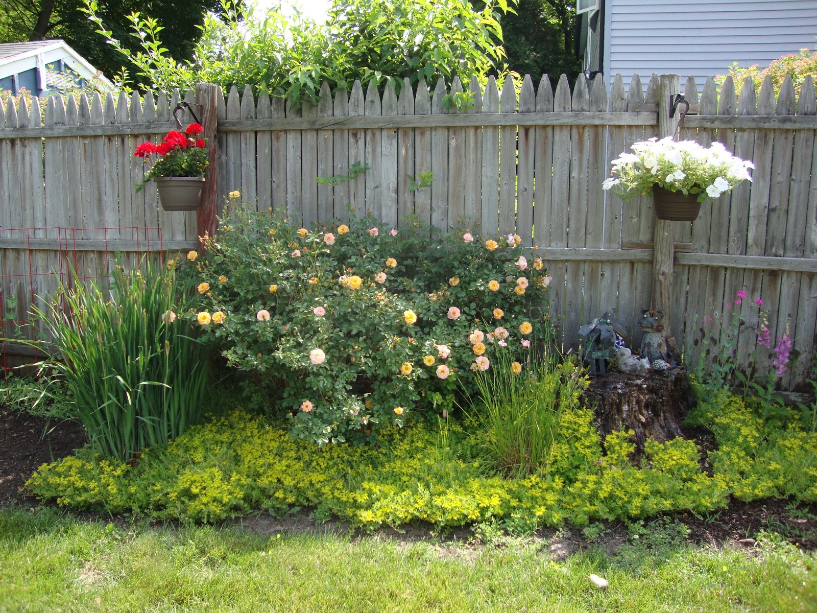 A Romantic Country Home: Flower Carpet Amber Rose...