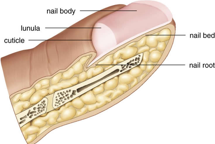 Fingernail/ظفر/指甲(Zhǐjiǎ) | Step by step into english in English