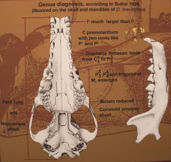 History of Geology: History of Paleomammology: The sabre-toothed ...