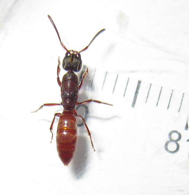 Photos and Info on Ants and Termites of Malaysia: Buniapone amblyops