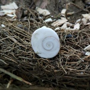 Batu Pusaka Kol Buntet Asli