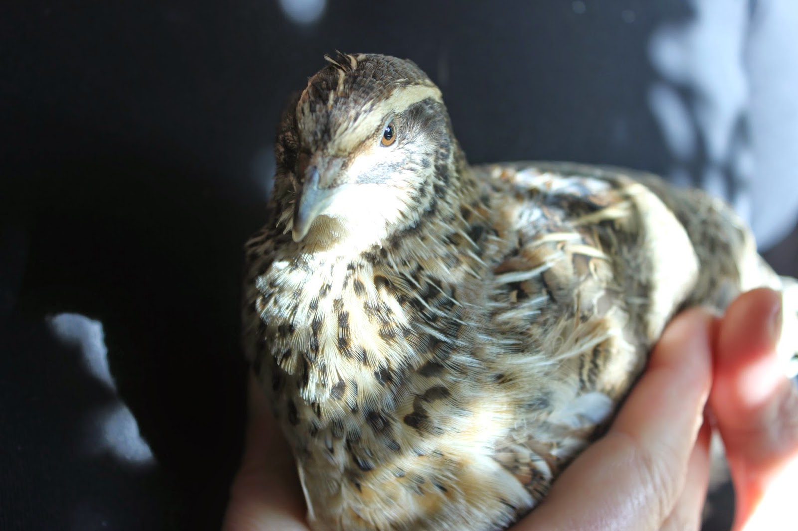 Treating an injured quail - Nutritional support for sprains, strains ...