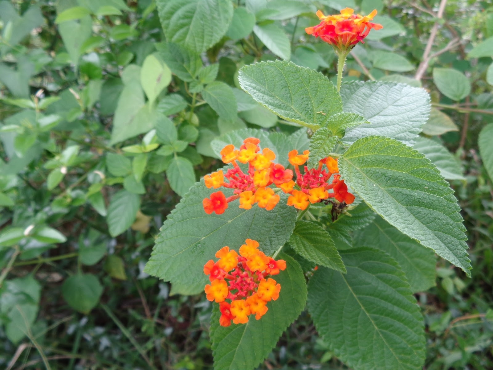 The Sri Lanka Sceneries: lantana camara var.aculeata / Rata hinguru ...