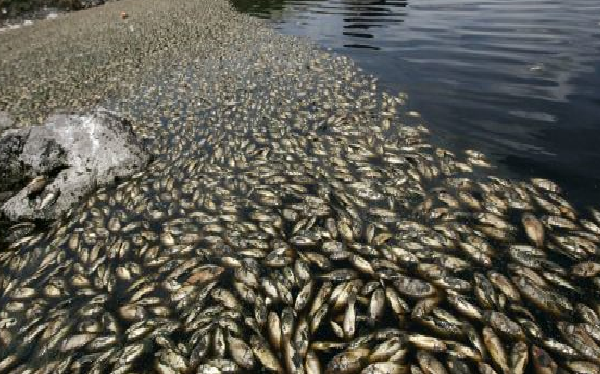 introduccion a la ingenieria ambiental: DECENAS DE MILES DE PECES ...