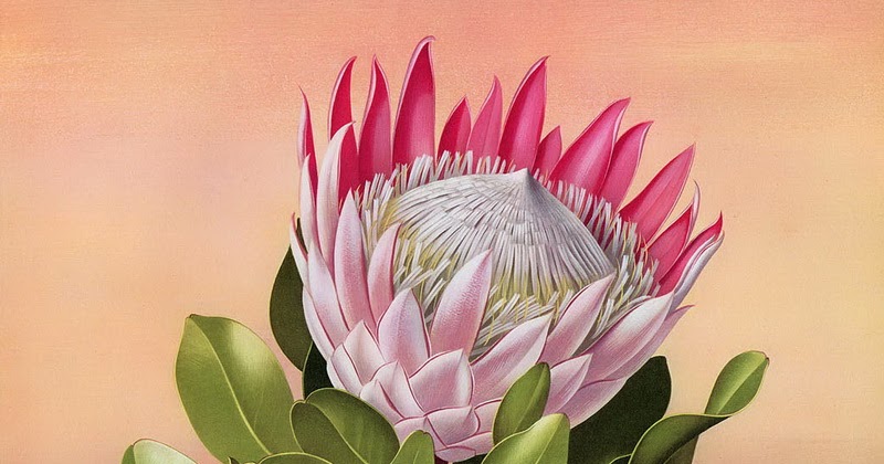 Paul Jones (1921-1997) | Flowers of May | Tutt'Art@ | Pittura ...