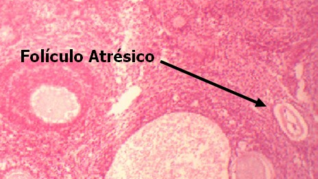 EMBRIOLOGIA - MEDICINA - PRIMER SEMESTRE: PRIMERA SEMANA DEL DESARROLLO ...