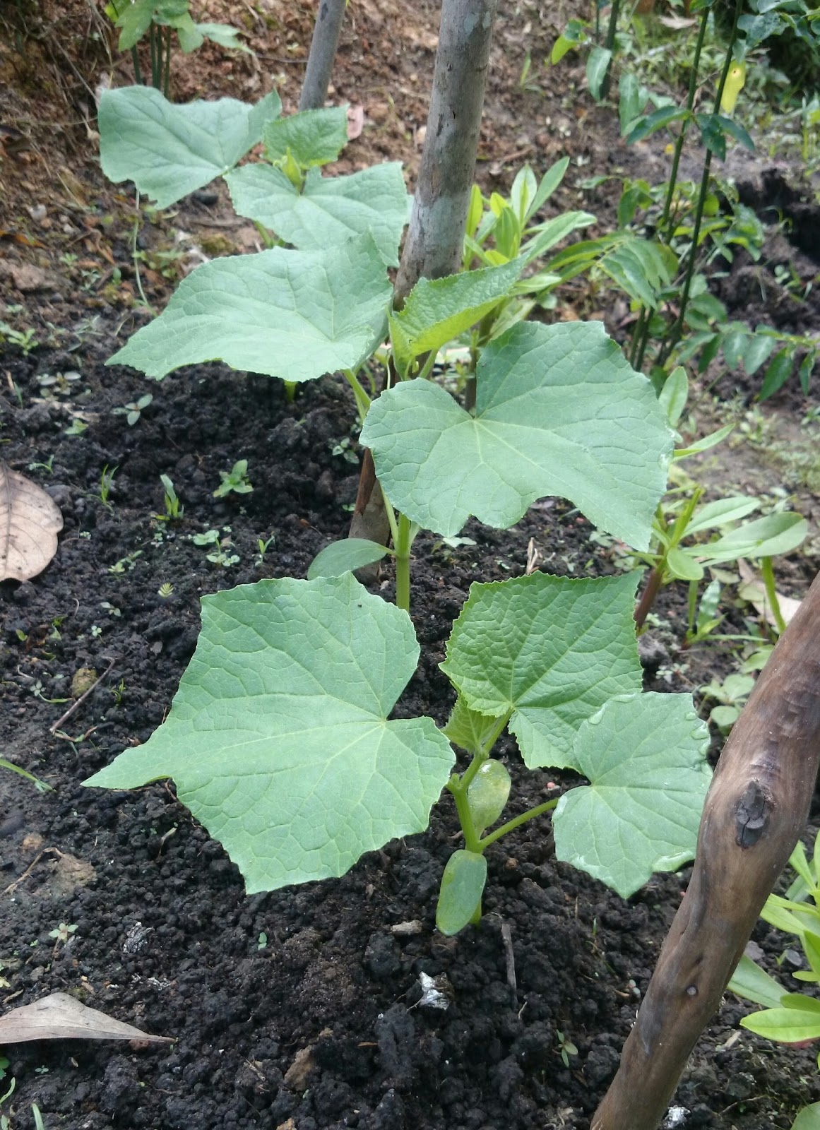 PERKEMBANGAN TIMUN MINI DI KBR - Rangkuman Cara Bertanam Lengkap