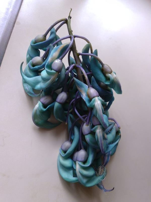 Acuaponía, jardines agroecológicos, permacultura. Huerto/Solar ...