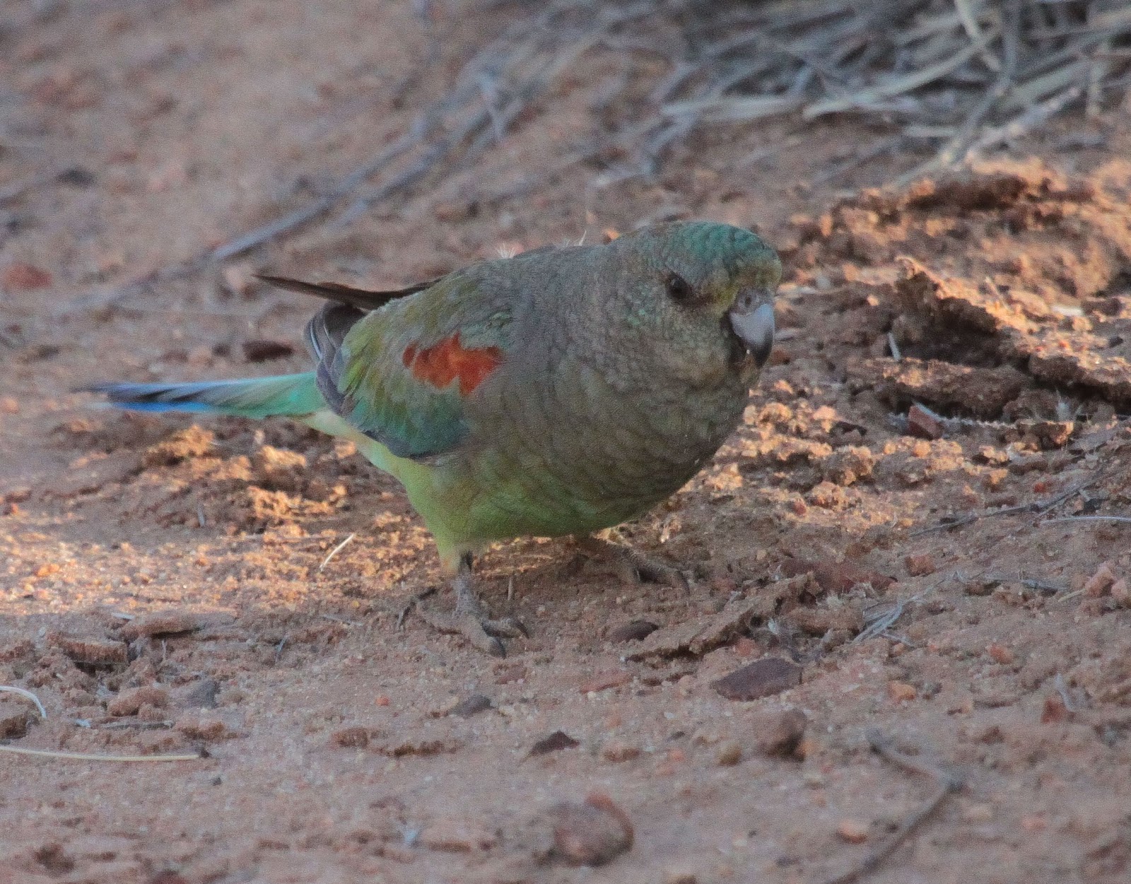Richard Waring's Birds of Australia: Mulga Parrots, Major Mitchell ...