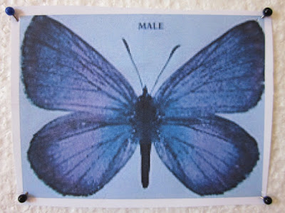 Lyn's Needlecase: Brenton Blue Butterfly