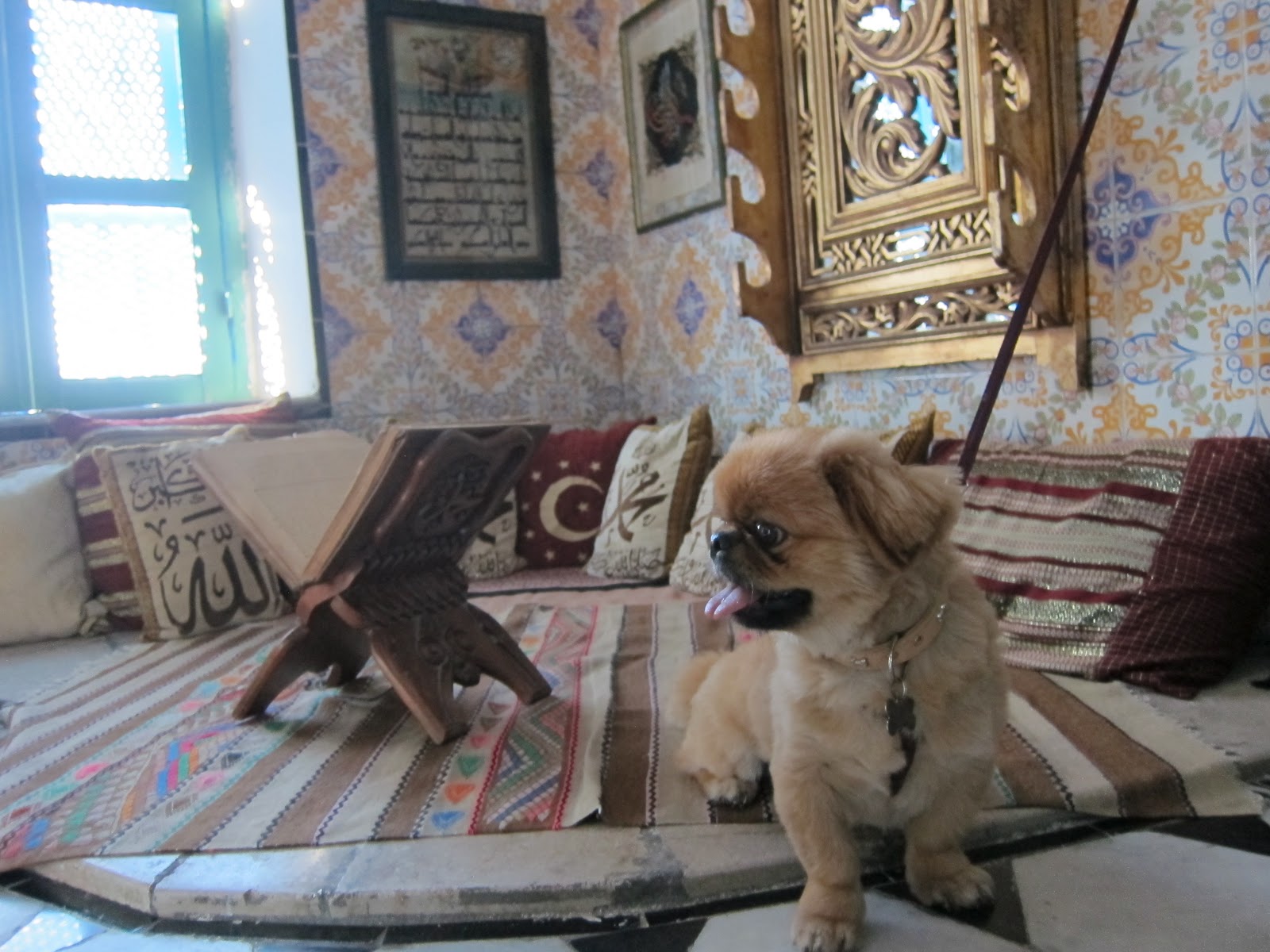 Diego the Travalin' Dog!: About Third Culture Dog