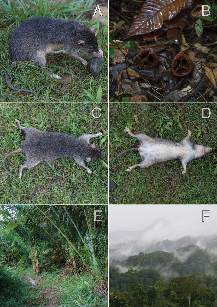Species New to Science: [Mammalogy • 2016] Rattus detentus • A New ...