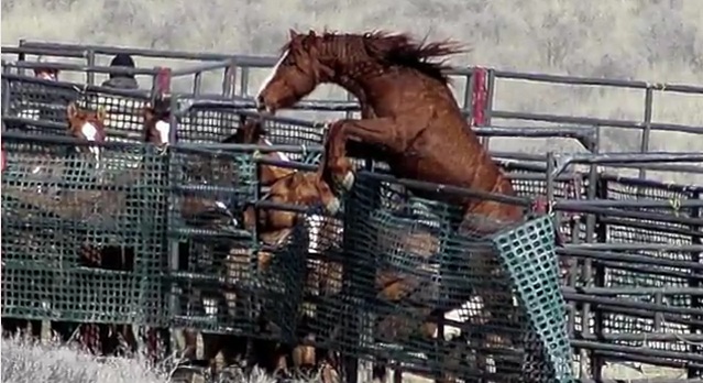 Save the Mustangs: Photos of BLM Roundups
