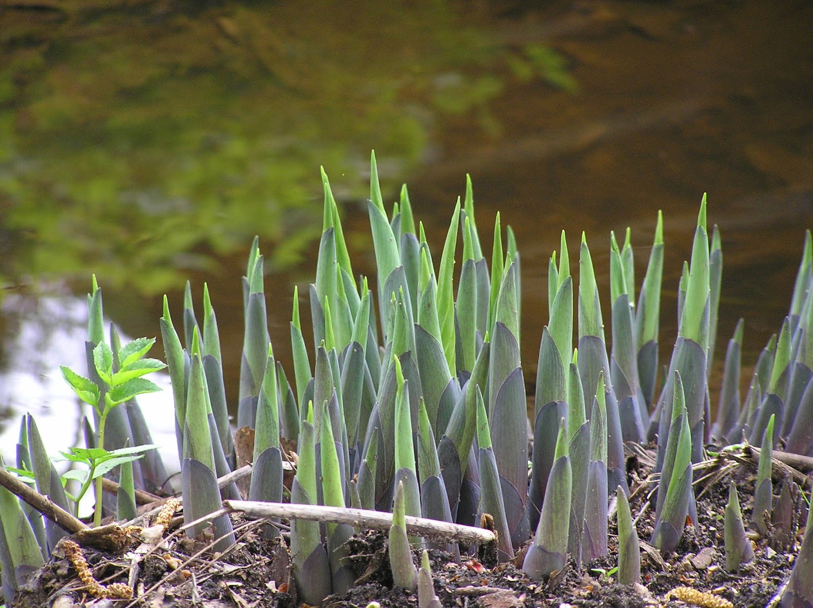Ogród Tamaryszka: HOSTY - ROŚLINY DO CIENIA
