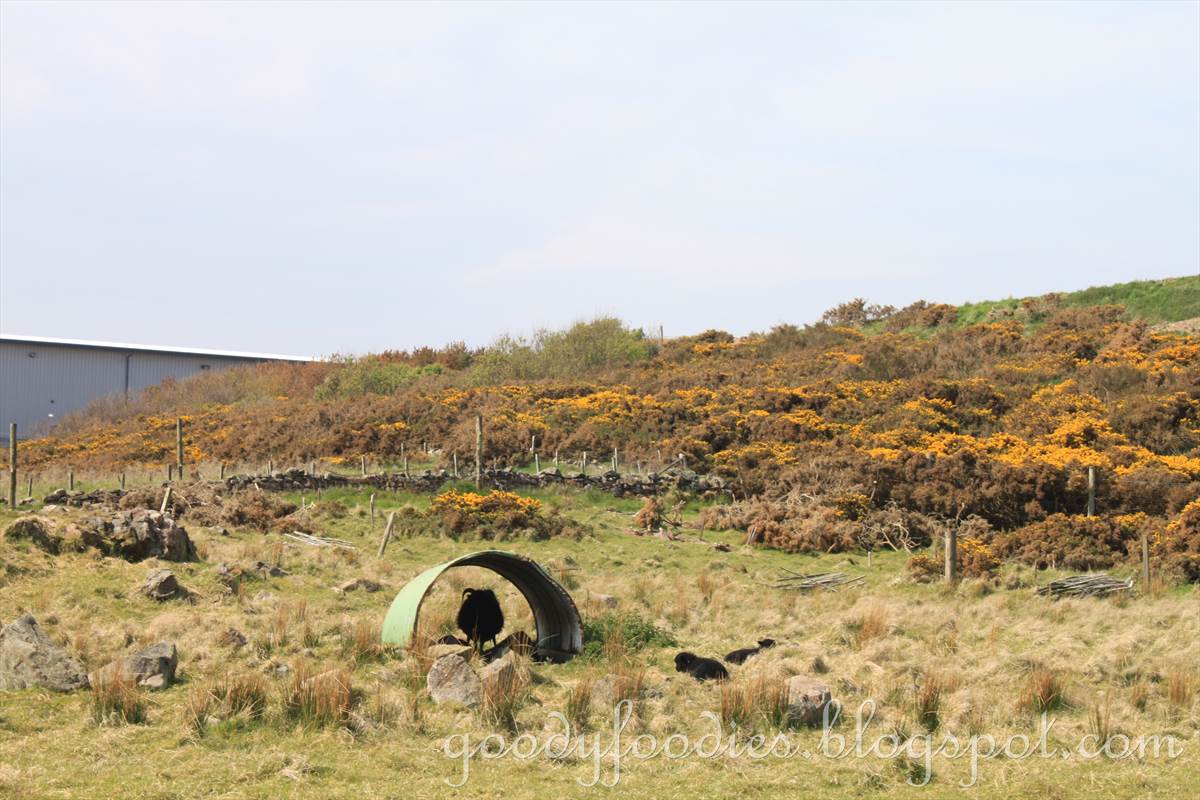 GoodyFoodies: Kids Fun: Doonies Farm, Aberdeen, Scotland