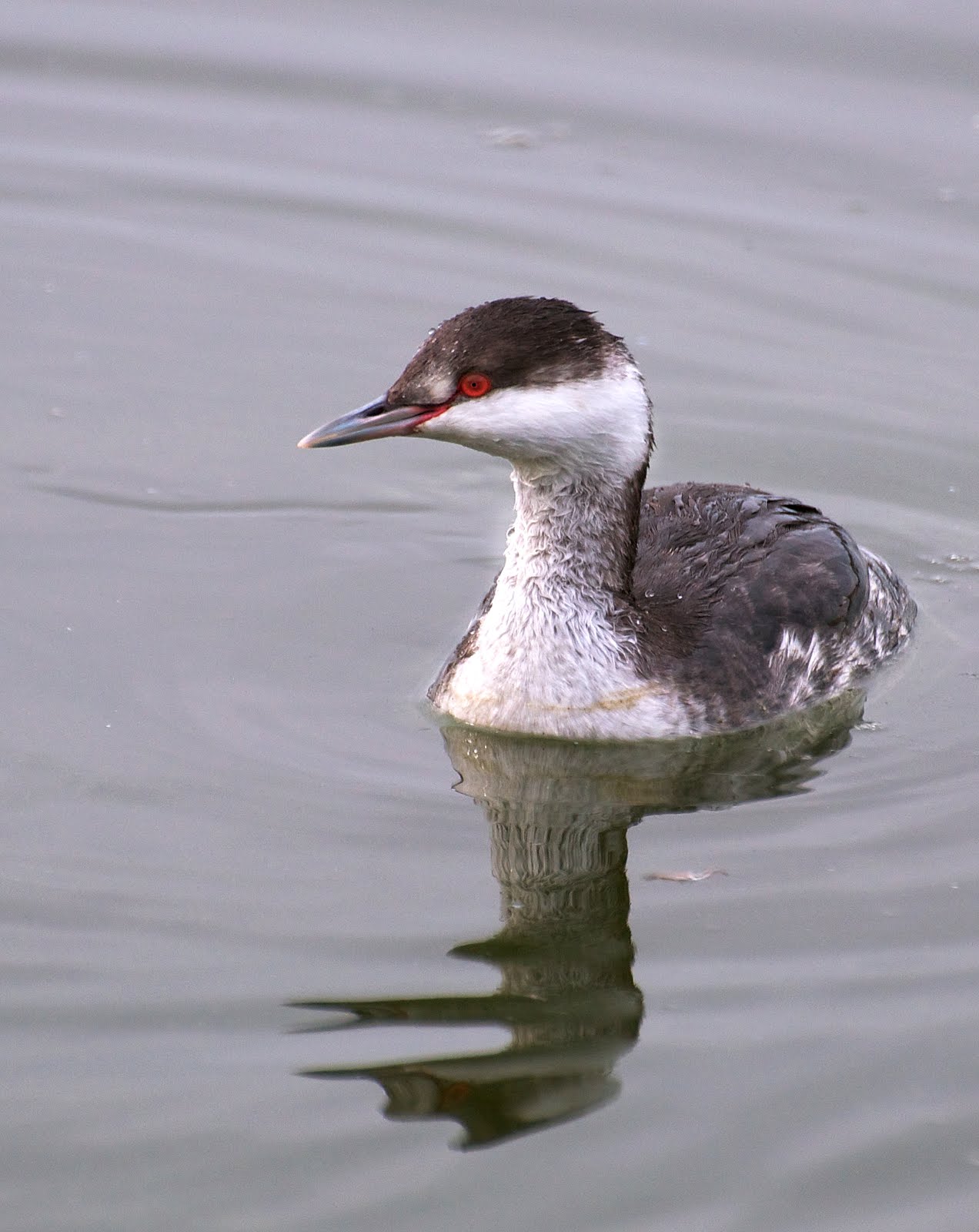 NW Bird Blog: Horned Grebe