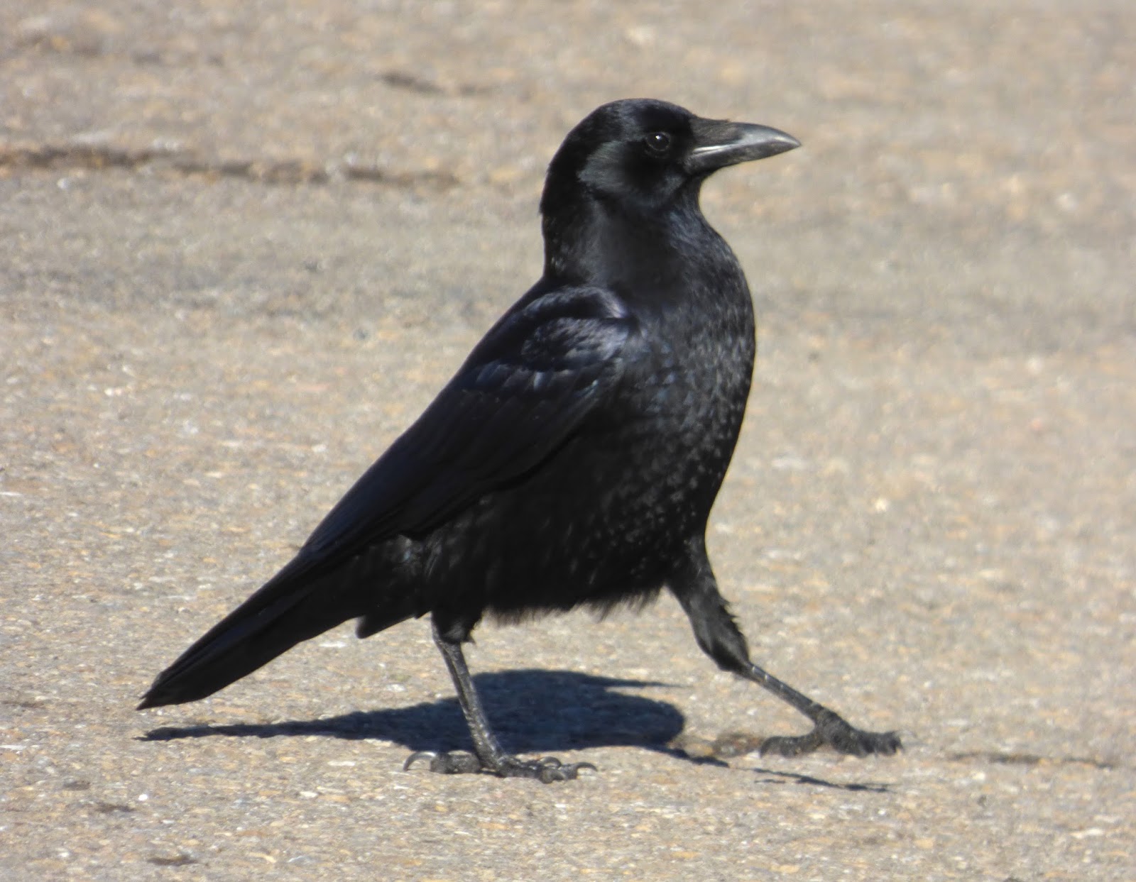 Blog de ornitología y observaciones en la naturaleza: Corneja negra ...